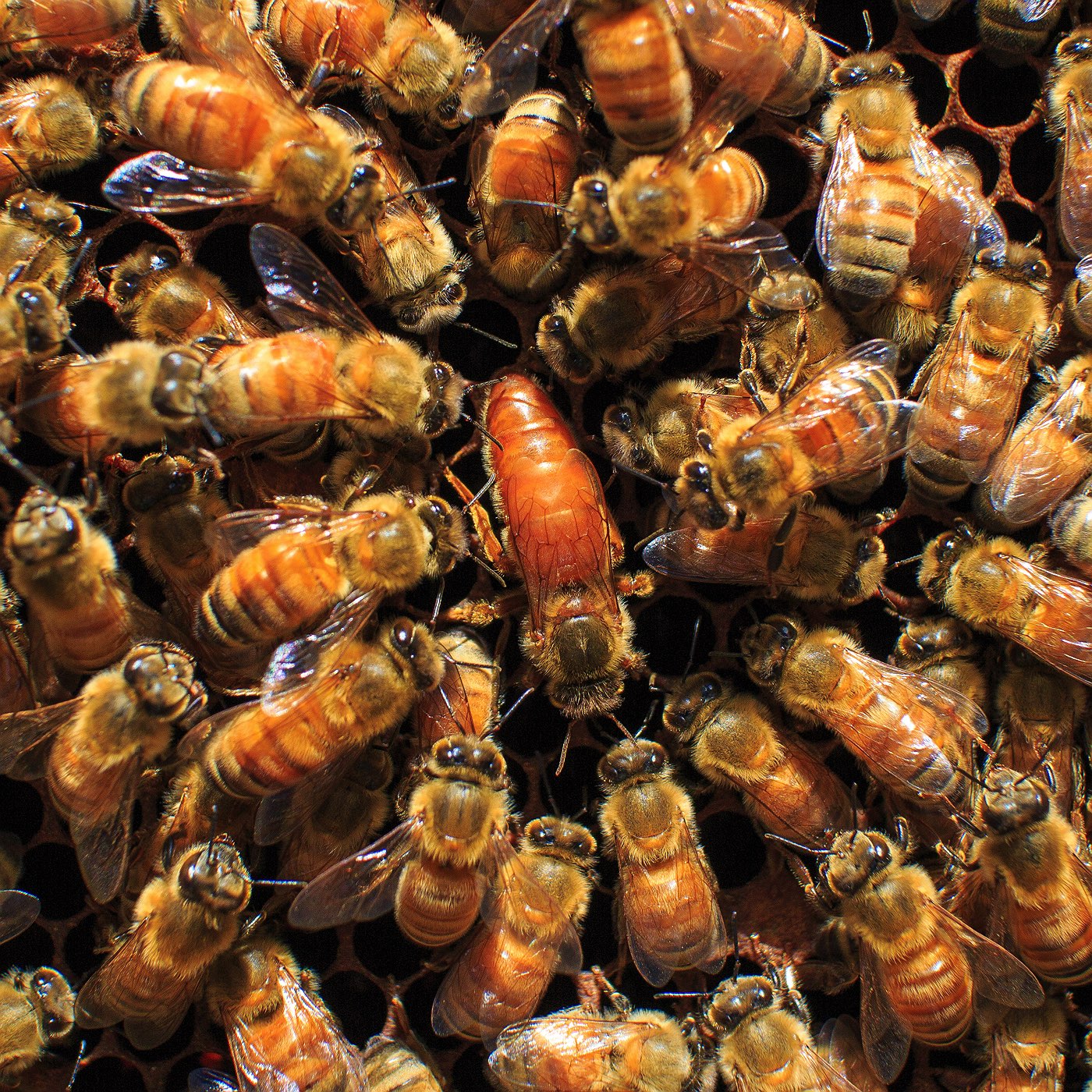 Queen Bee Rob Dose Landscape And Portrait Photography Perth