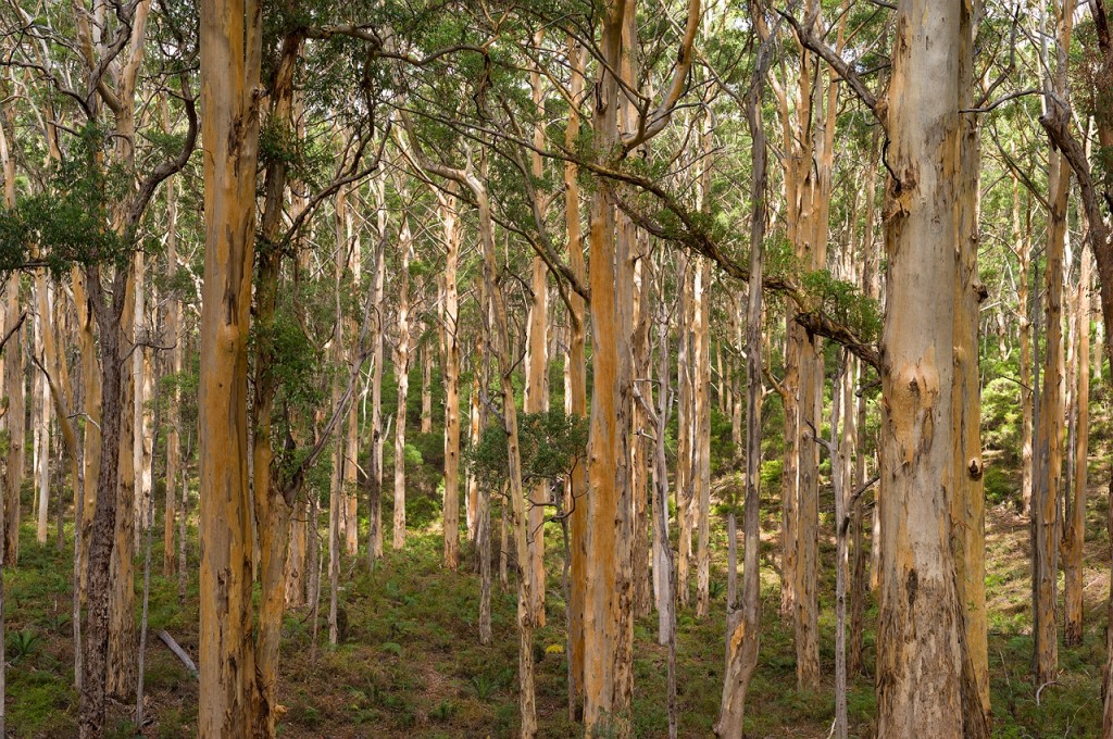 An impromptu drive to Augusta. – Rob Dose, Landscape and Portrait ...