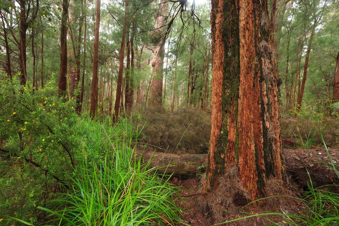 Forests of Pemberton and Walpole – Rob Dose, Landscape and Portrait ...
