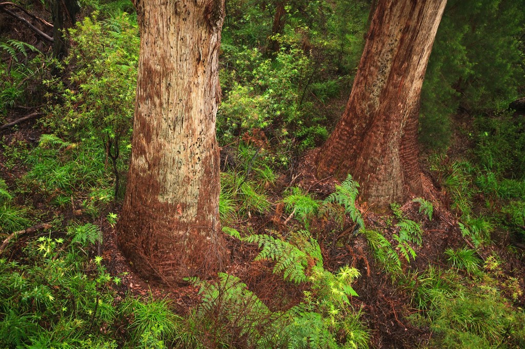 Forests of Pemberton and Walpole – Rob Dose, Landscape and Portrait ...