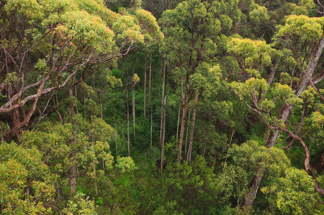 Forests of Pemberton and Walpole – Rob Dose, Landscape and Portrait ...