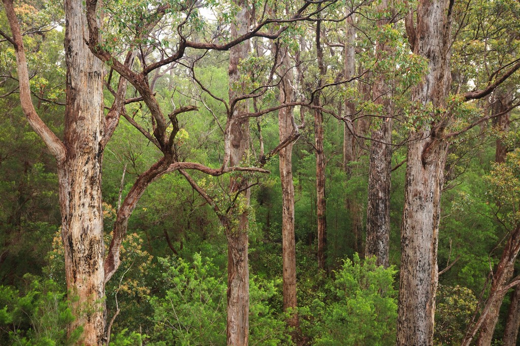 Forests of Pemberton and Walpole – Rob Dose, Landscape and Portrait ...