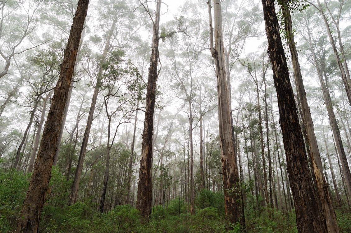 Forests of Pemberton and Walpole – Rob Dose, Landscape and Portrait ...