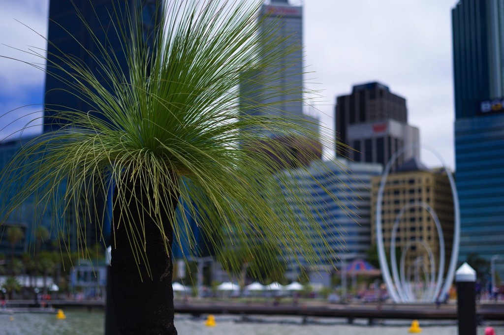 The ever so interesting Grass Tree of Western Australia – Rob Dose ...