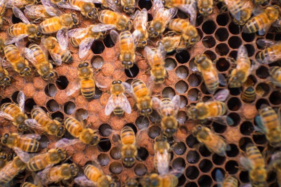 Queen Bee – Rob Dose, Landscape and Portrait photography – Perth ...