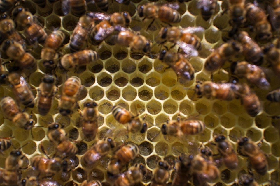 Queen Bee – Rob Dose, Landscape and Portrait photography – Perth ...