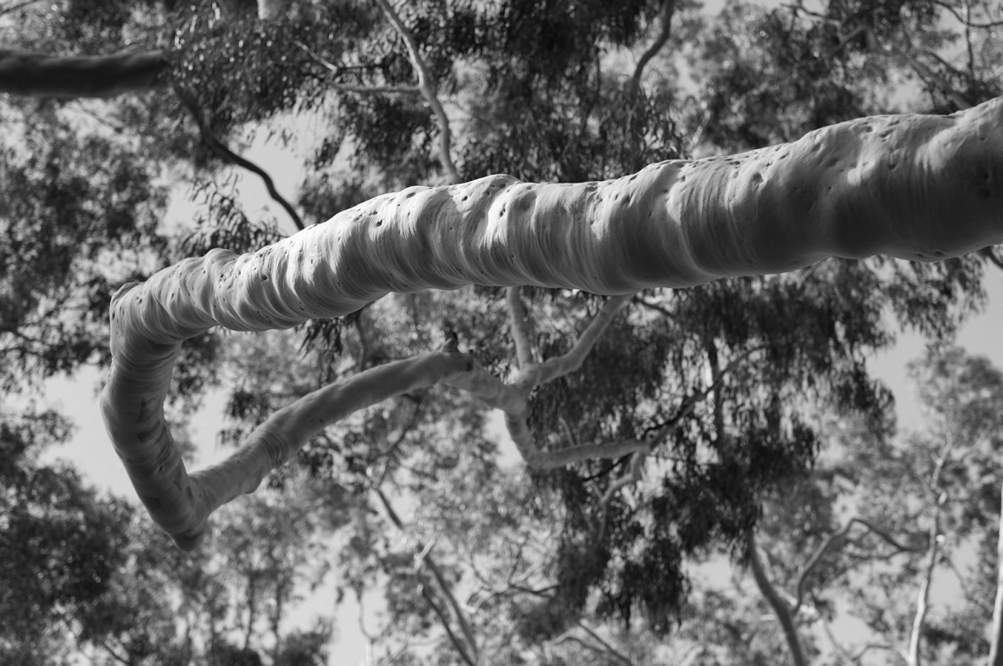 Gum – Rob Dose, Landscape and Portrait photography – Perth Western ...