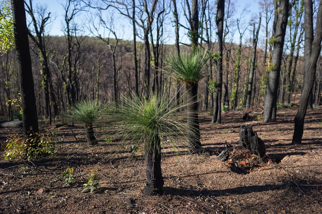 Aftermath of the Waroona Bushfire – Rob Dose, Landscape and Portrait ...