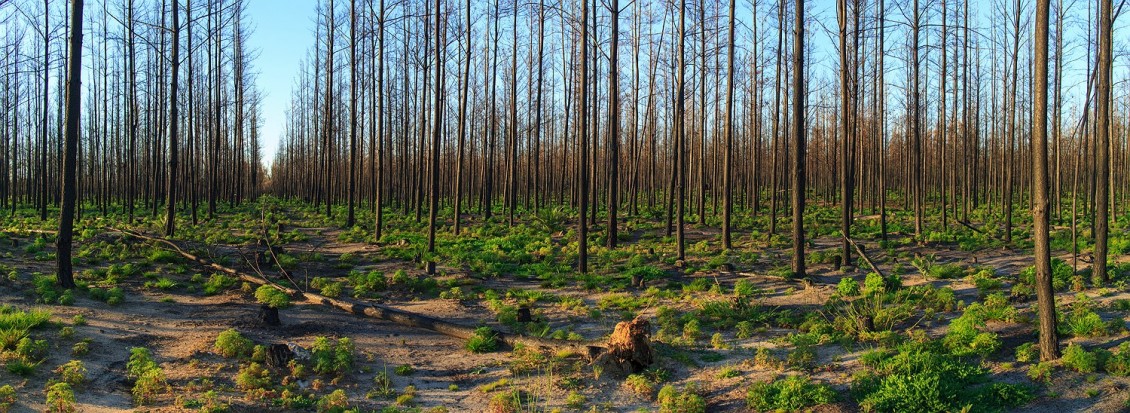 The desolation of a pine forest – Rob Dose, Landscape and Portrait ...